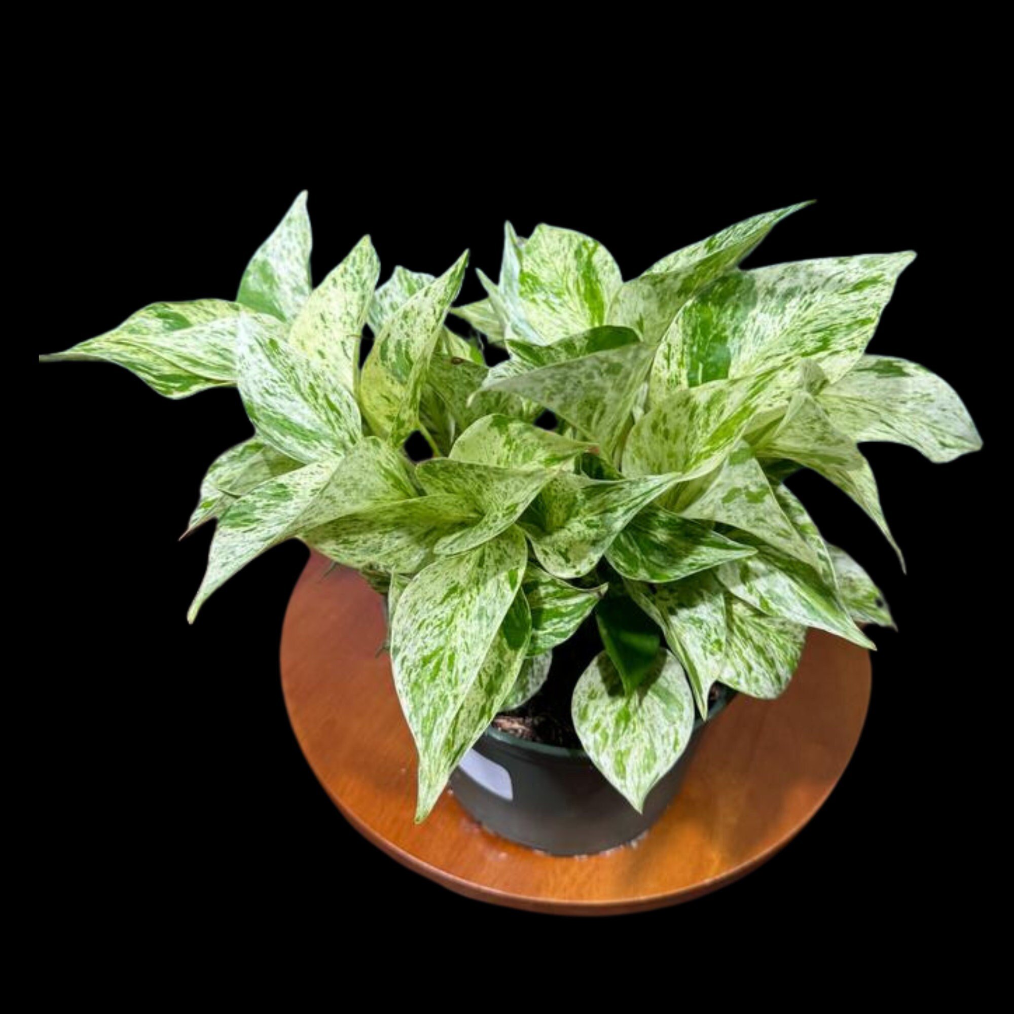 Variegated Snow Queen Pothos in 4" Pot - Epipremnum Aureum 'snow Queen ...