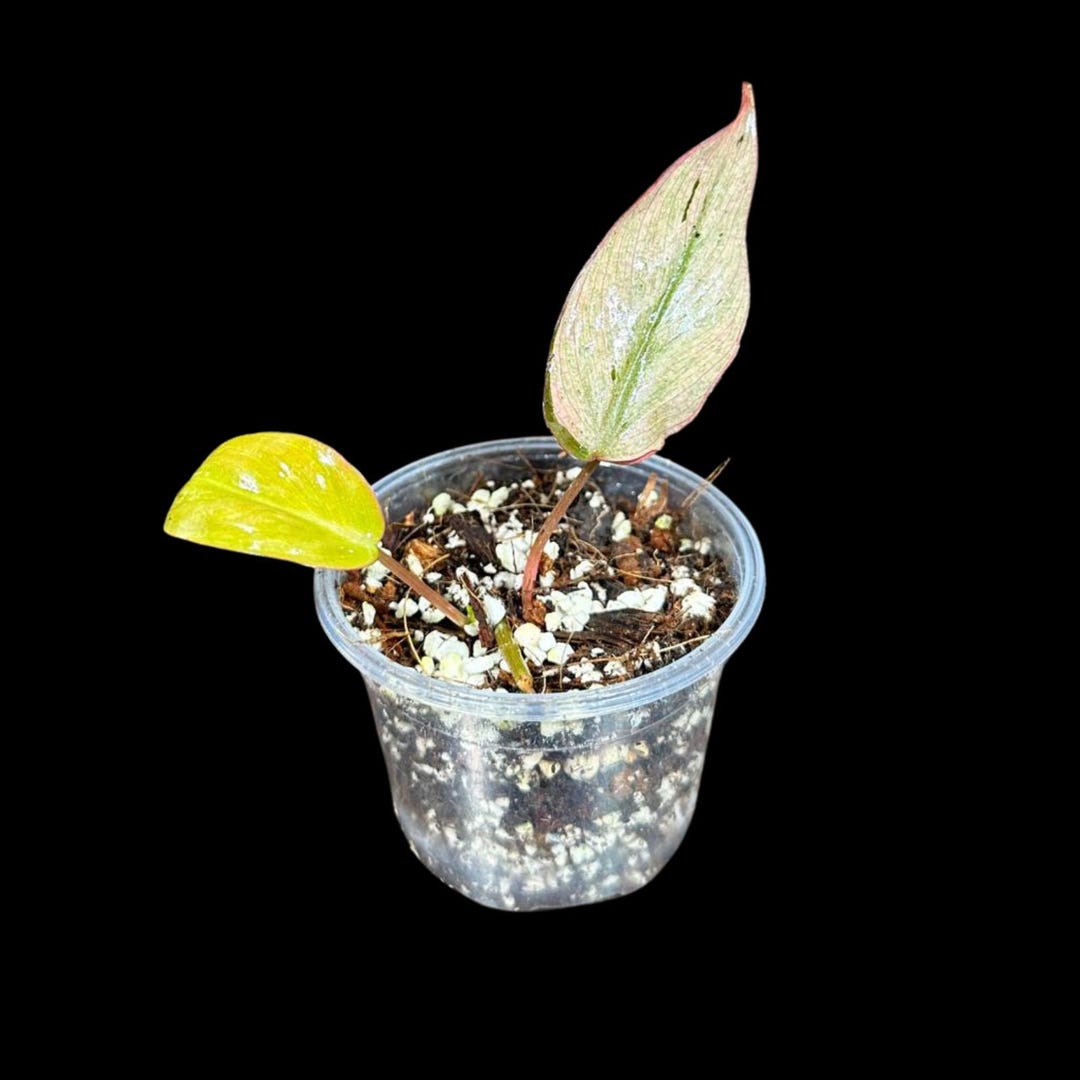 Rare Variegated Philodendron Mican Mint in a Nursery Pot Variegated ...