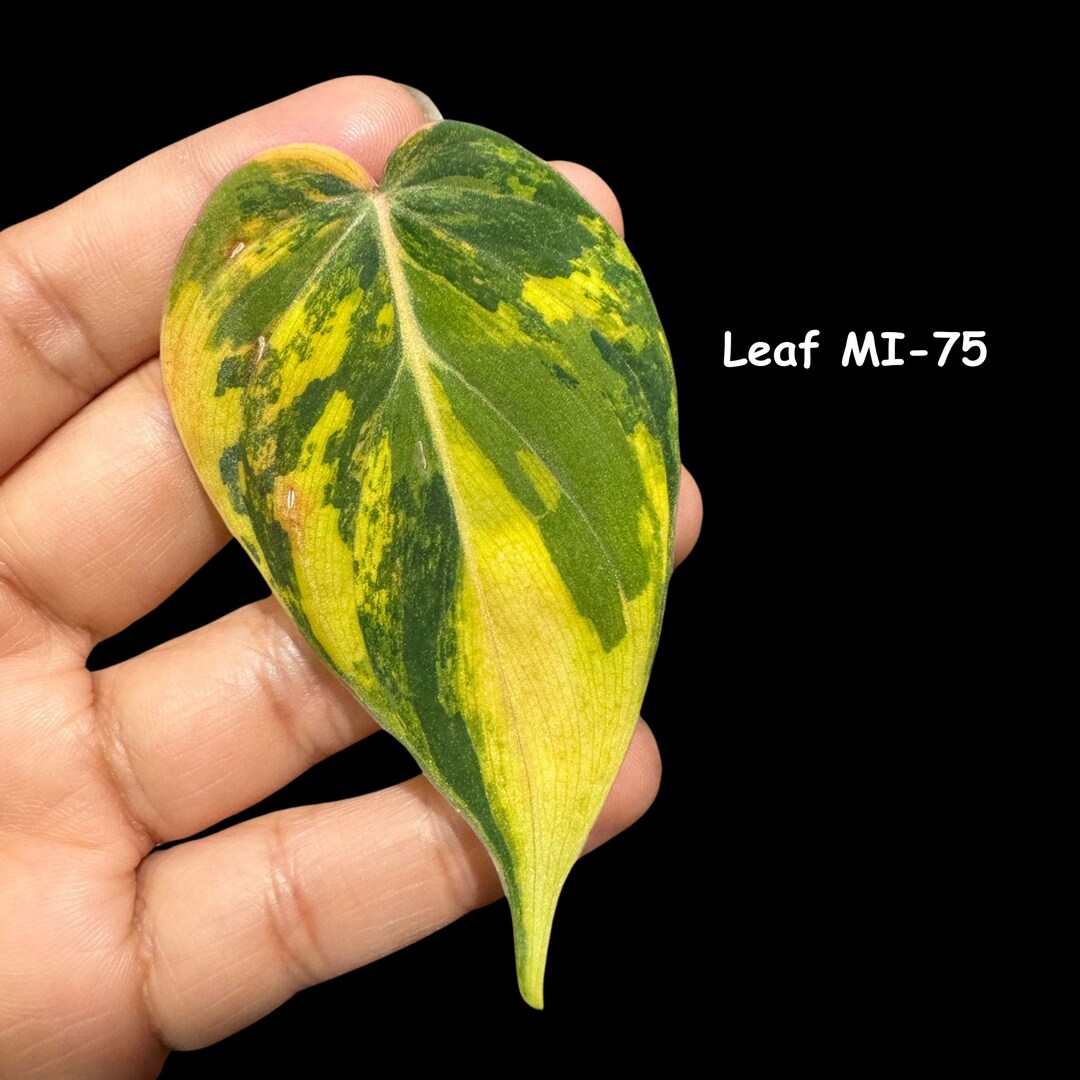 Rare Variegated Philodendron Mican Aurea High Variegated Leaf Cutting ...