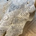 CUSTOM SKULLS - Etsy