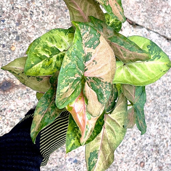 Rare Syngonium - Etsy