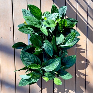 Rare Monstera Peru - Green Galaxy Philodendron - Monstera Karstenianum ...