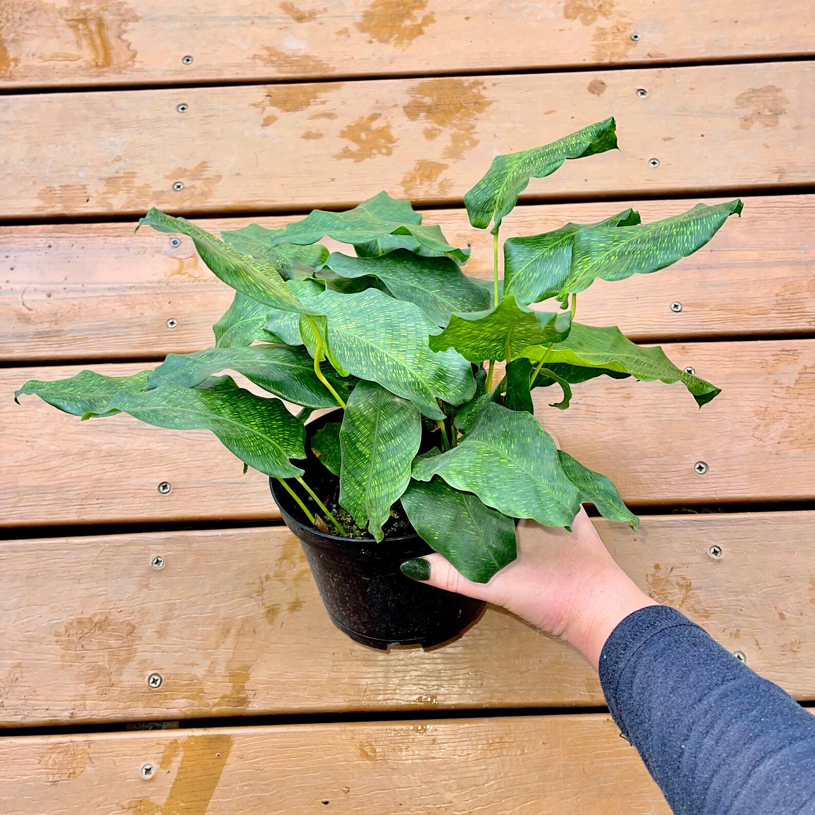 Calathea Musaica Network Rare Foliage Calathea Non-toxic - Etsy