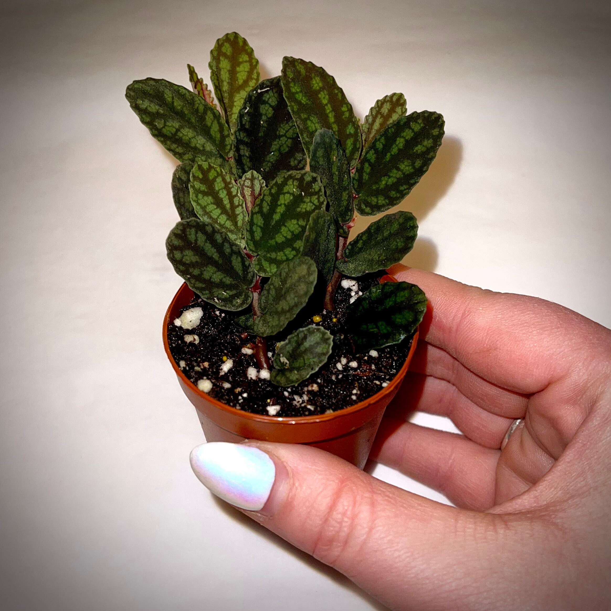 Polynesian Ivy Vine Pellionia Pulchra Trailing Air - Etsy