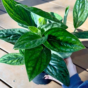 Rare Monstera Peru - Green Galaxy Philodendron - Monstera Karstenianum ...