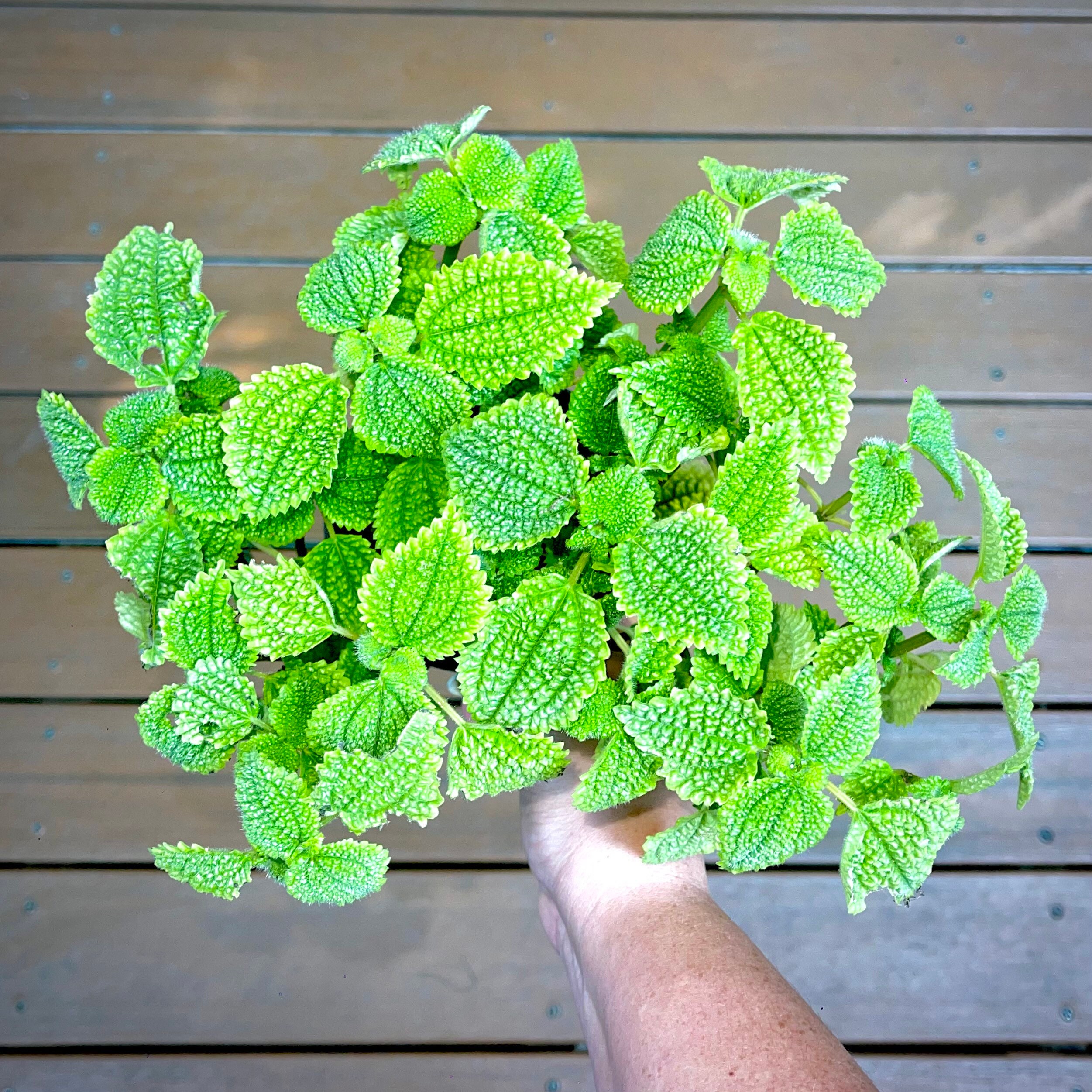 Moon Valley Pilea Friendship Plant Air Purifying RARE | Etsy