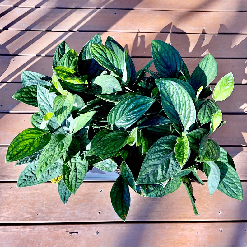 Rare Monstera Peru Green Galaxy Philodendron Monstera - Etsy