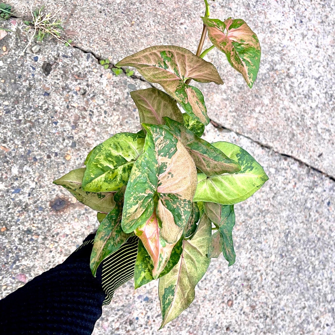 RARE Pink Speckle, Pink Confetti & Pink Allusion Nephthytis Syngonium ...