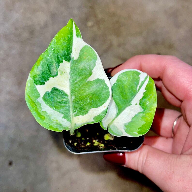 Epipremnum Aureum Glacier Rare Pothos Variety Variegated - Etsy