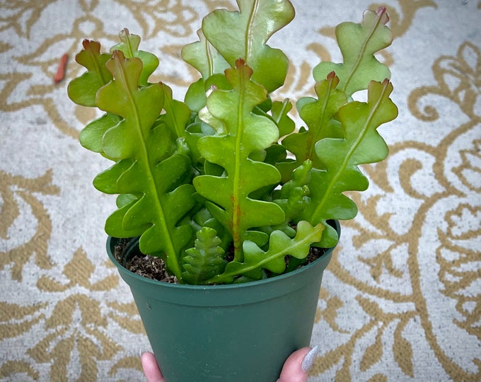 Ric Rac Cactus - Rare & Unique Fishbone Cactus - (aka) Zig Zag Cactus ...