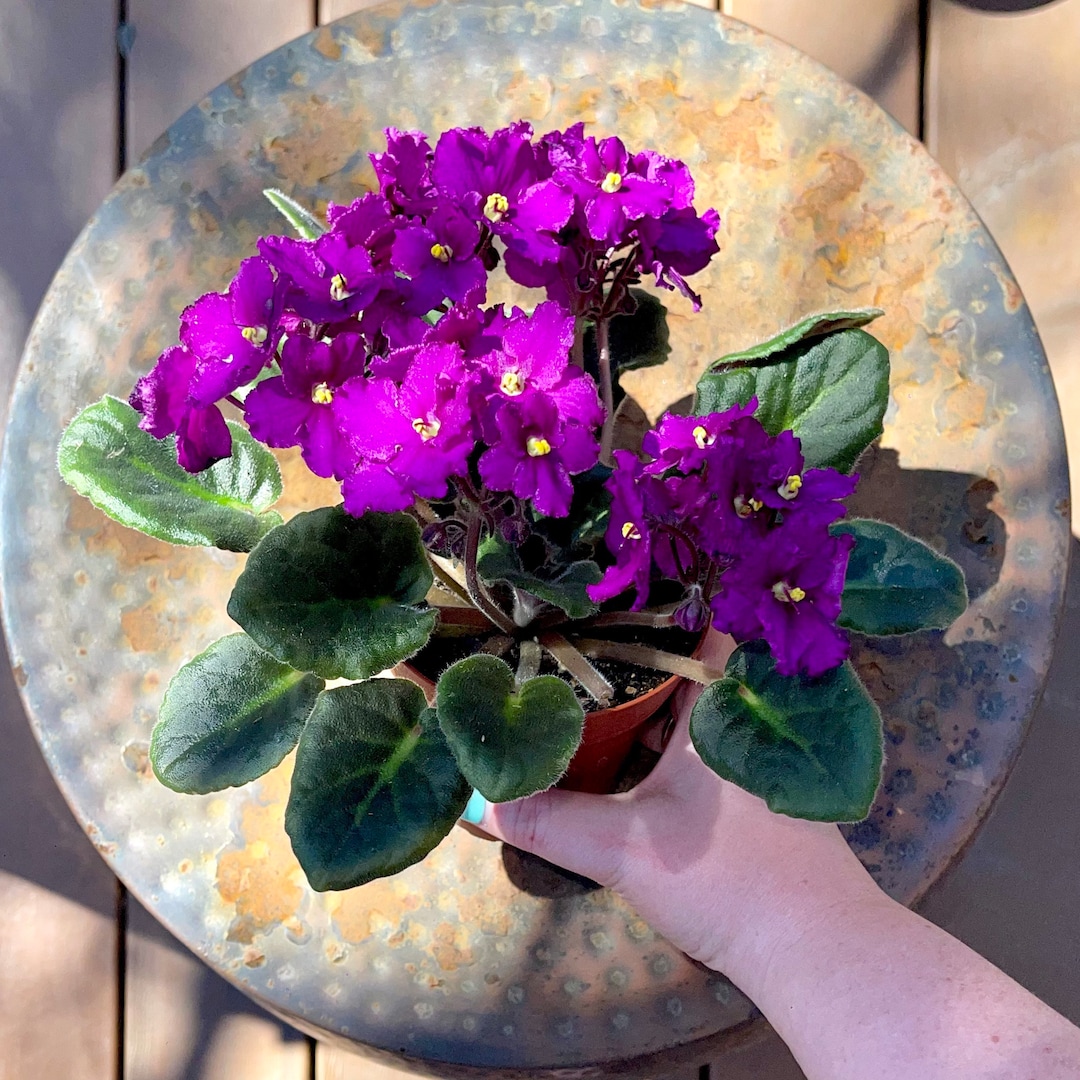 African Violets - Streptocarpus - Assorted Colors - Flowering Non-toxic ...