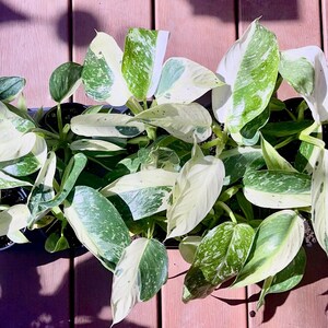 Rare White Wizard Philodendron - White Variegated Climbing Houseplant ...