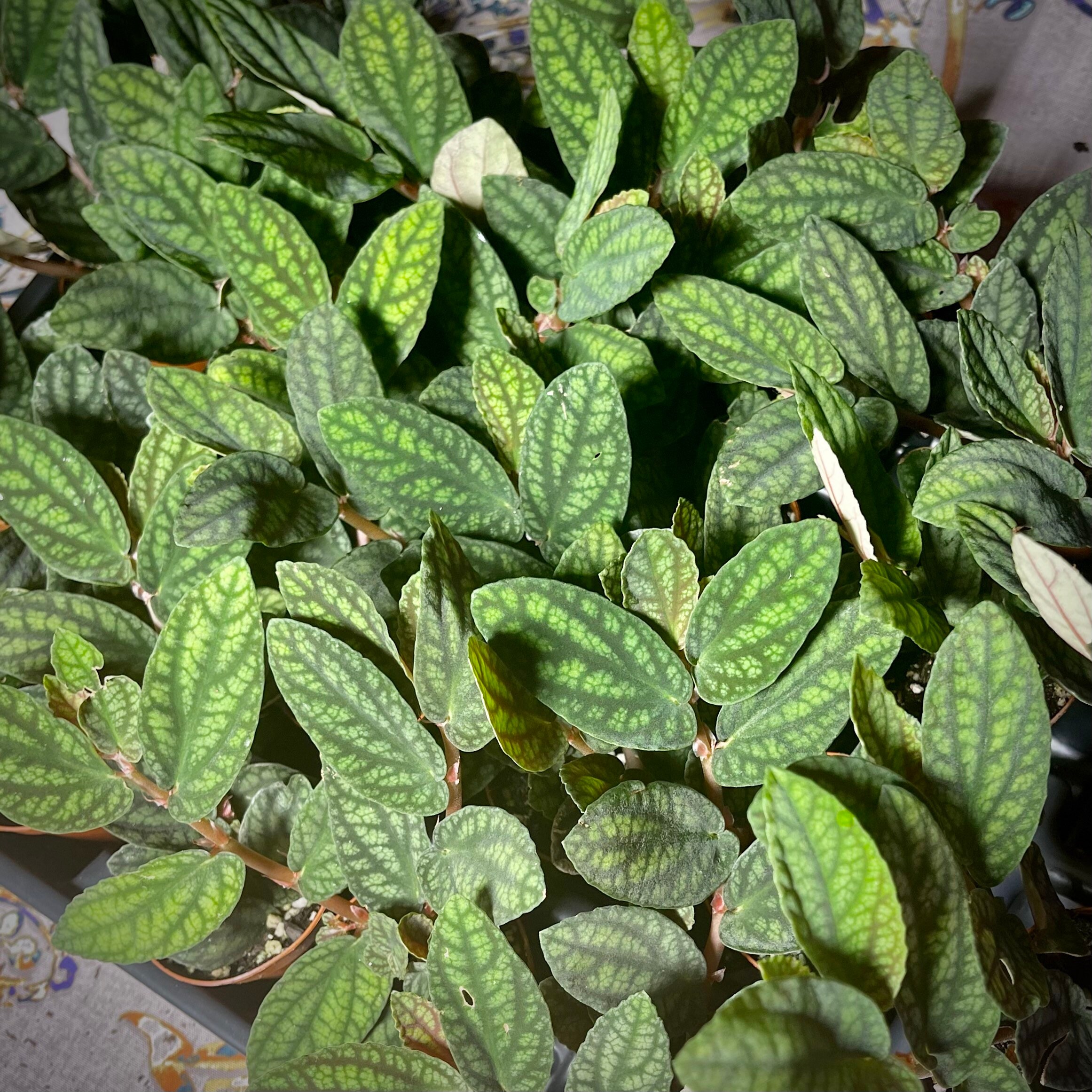 Polynesian Ivy Vine Pellionia Pulchra Trailing Air - Etsy