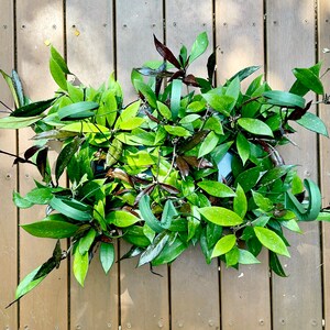 Rare Royal Hawaiian Purple Hoya Pubicalyx Black and Purple Hoya With ...