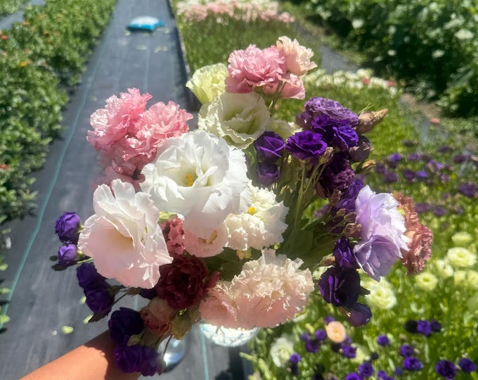 Lisianthus Cut Flower PLANTS - ABC & Arena Varieties Sold as 4 Pack ...