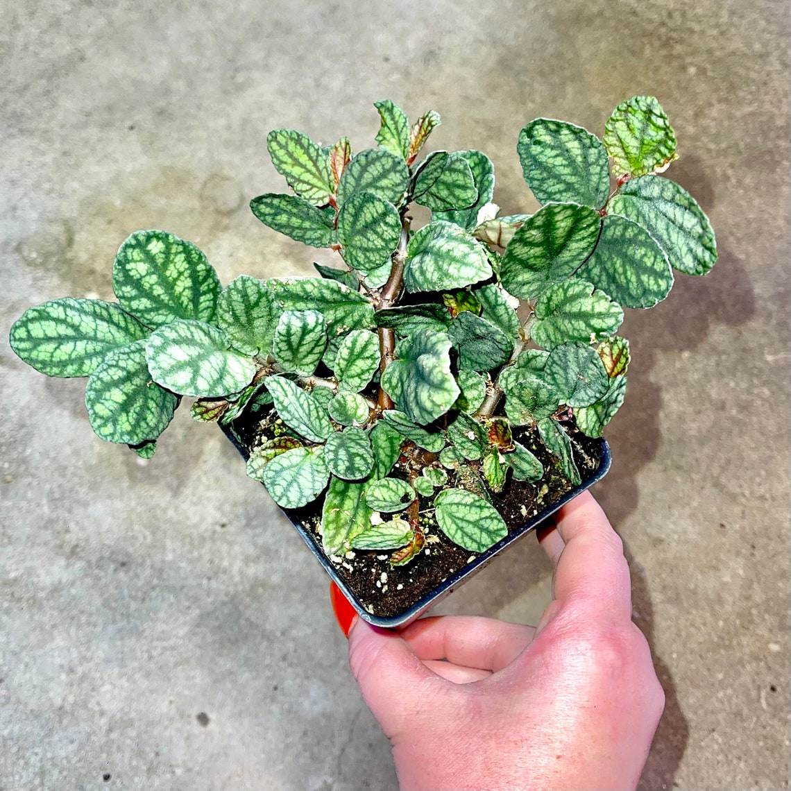 Polynesian Ivy Vine Pellionia Pulchra Trailing Air - Etsy