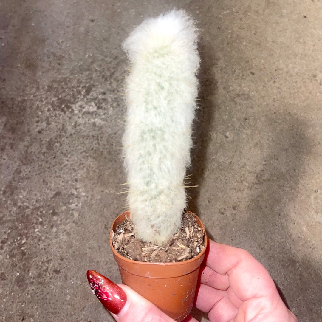 Cephalocereus Senilis - Bunny Cactus - White Persian Cat Cactus - Old ...