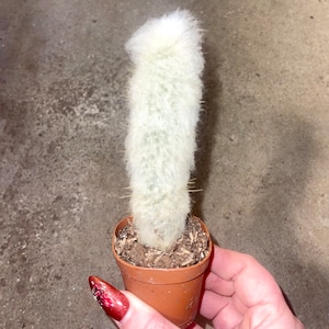 Cephalocereus Senilis - Bunny Cactus - White Persian Cat Cactus - Old ...