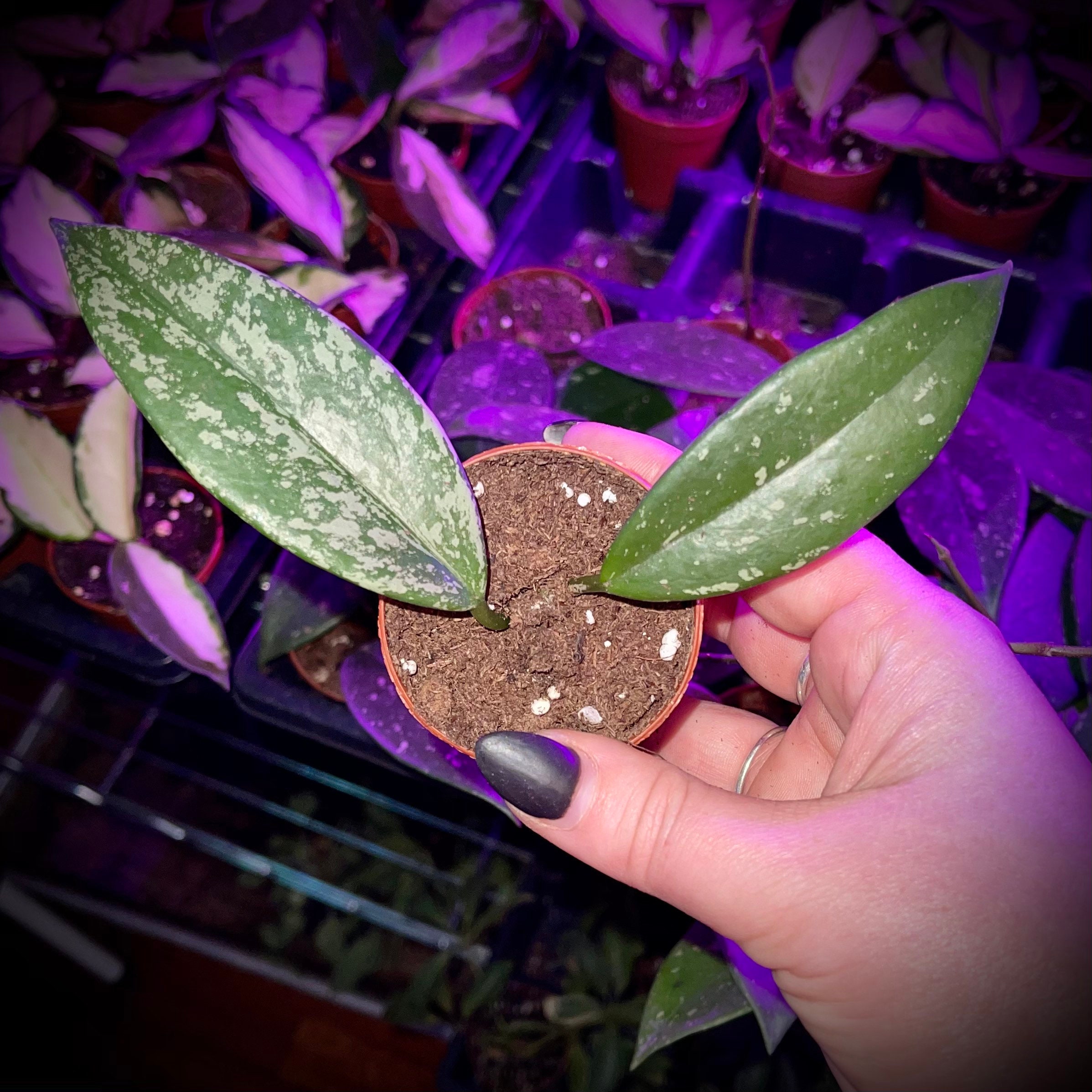 Hoya Pubicalyx Splash Sliver Variegated Wax Plant - Etsy Norway