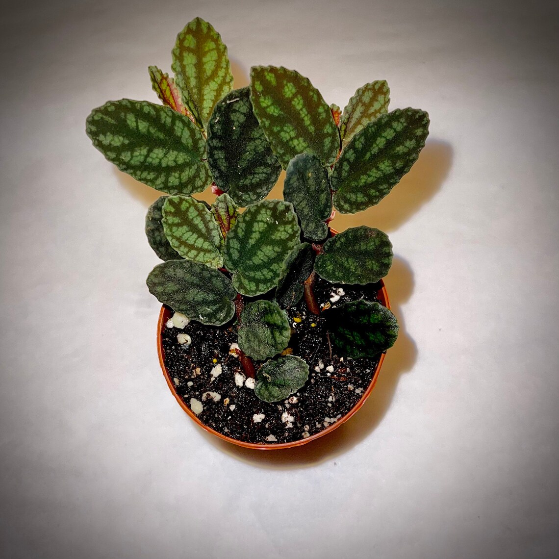 Polynesian Ivy Vine Pellionia Pulchra Trailing Air - Etsy