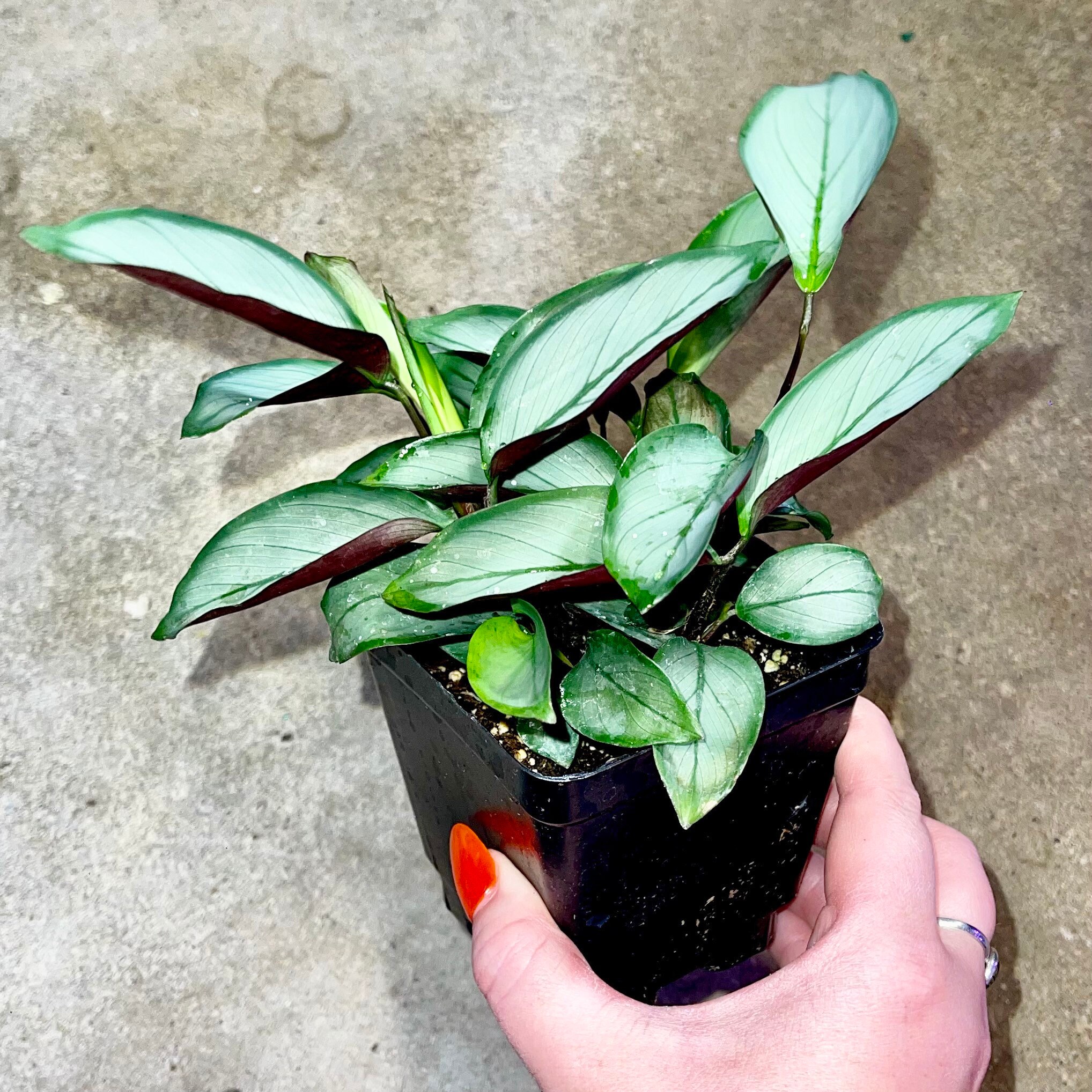 Calathea Setosa Rare Never Never Plant Ctenanthe Compact - Etsy