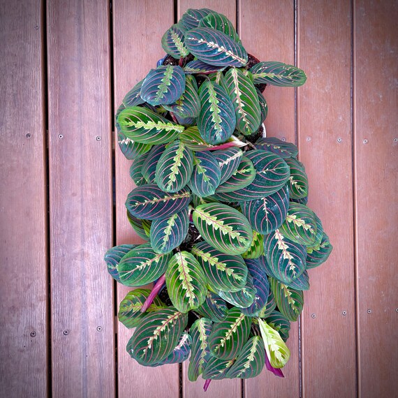 Calathea Red Maranta