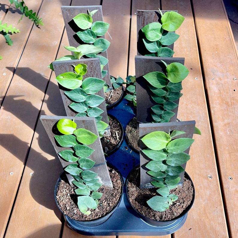 Shingle Plant or Shingle Vine Rare Rhaphidophora Hayi | Etsy