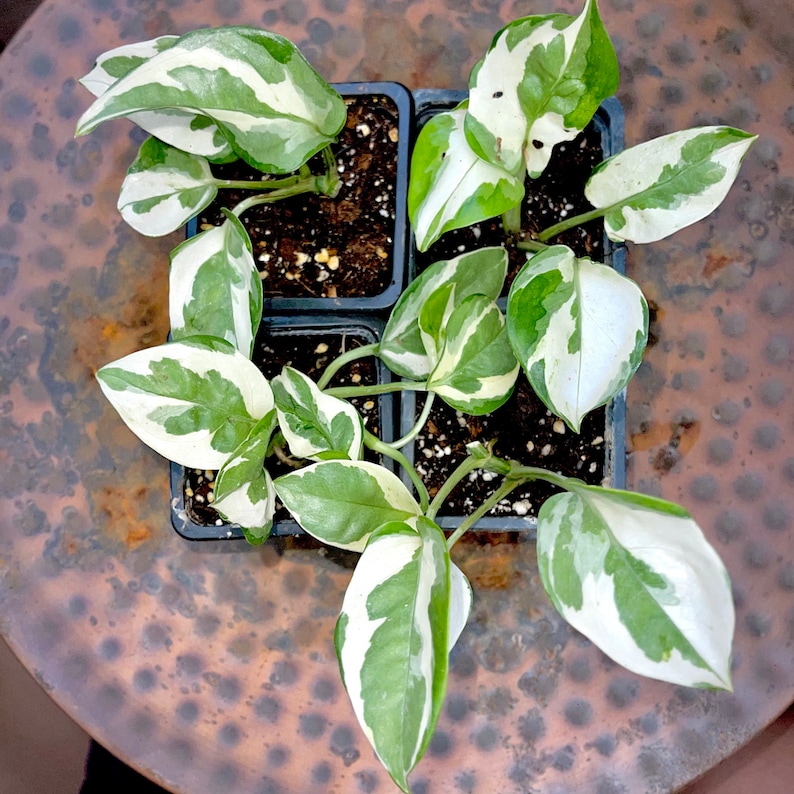 Epipremnum Aureum Glacier Rare Pothos Variety Variegated - Etsy