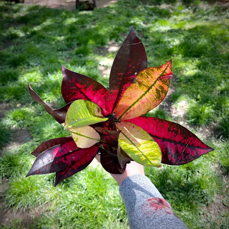 Croton RARE Varieties Magnificent Red Iceton & Gold Star | Etsy
