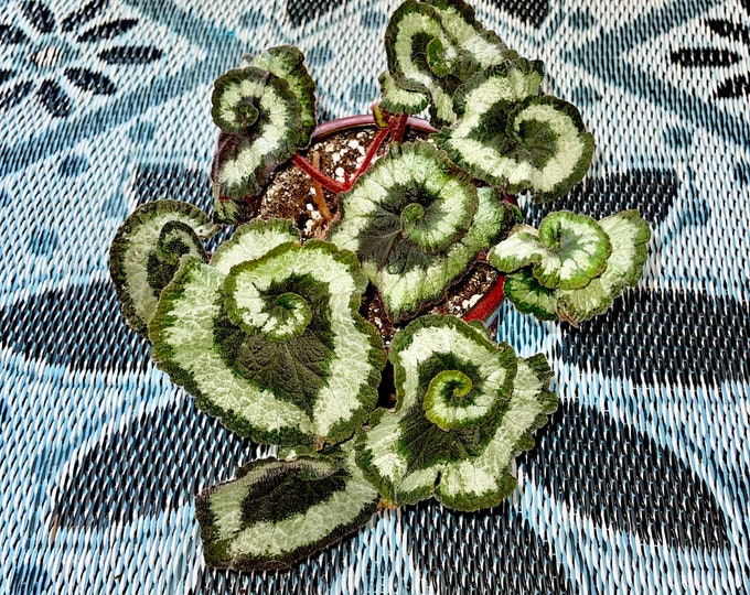 Escargot Begonia - Rex Begonia Hybrid - Snail Begonia - Rare & Unique ...