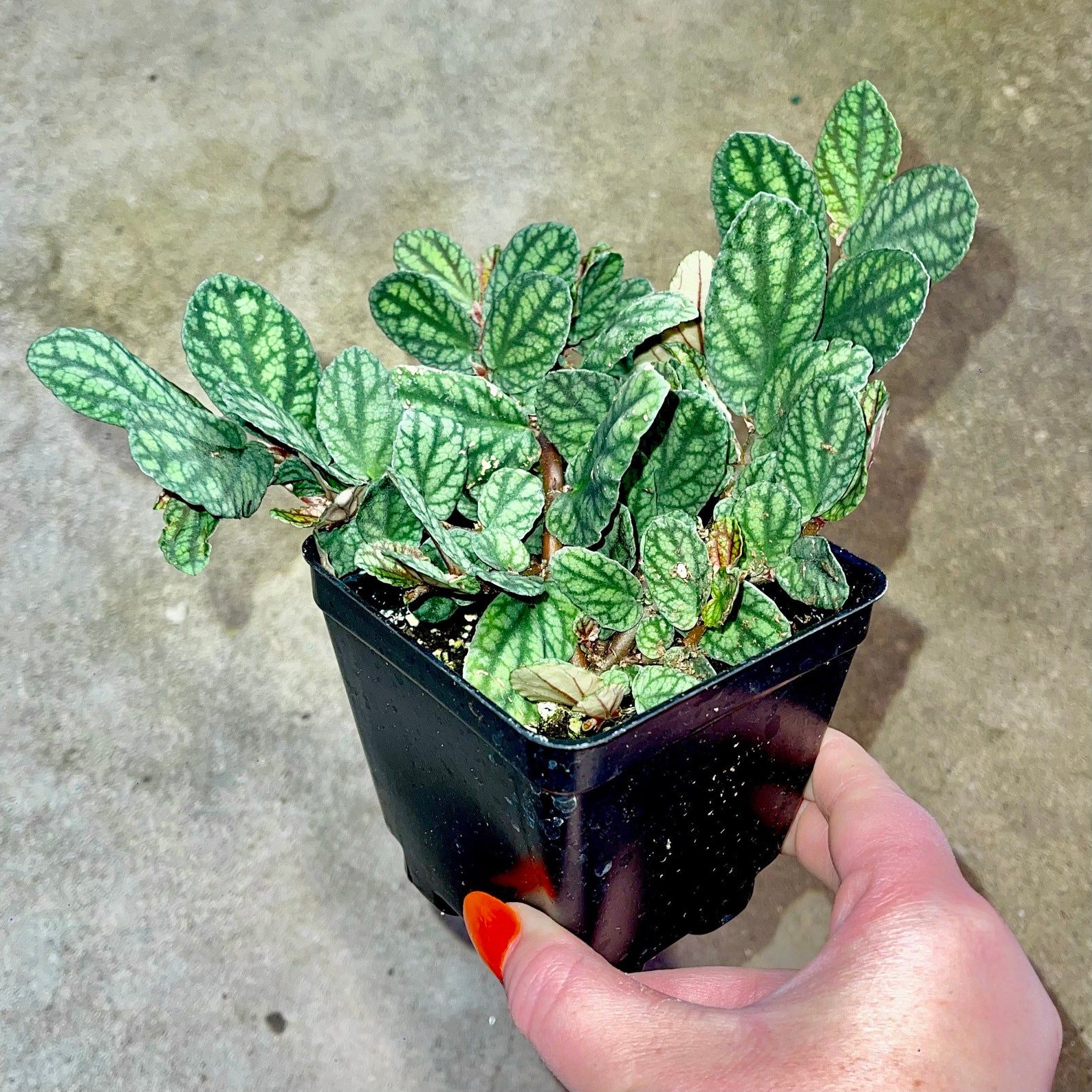 Polynesian Ivy Vine Pellionia Pulchra Trailing Air - Etsy