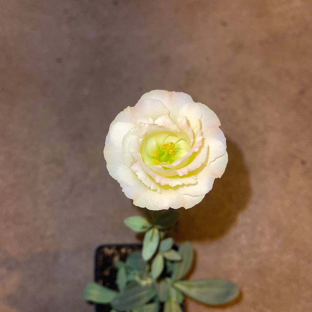 Lisianthus Plants Prairie Gentian Bluebell Cut Flowers Sold in Fully ...