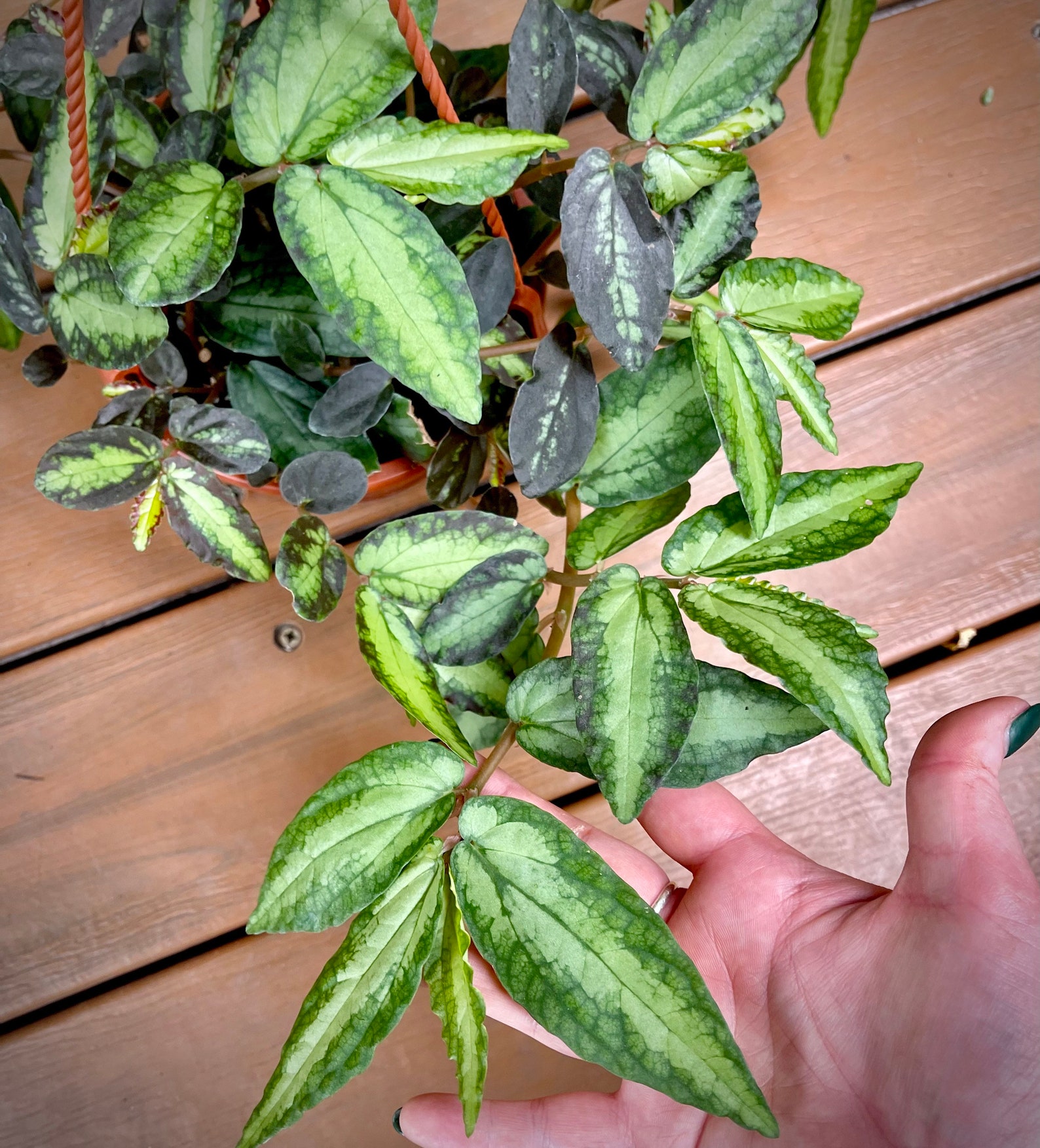 Pellionia Repens Rare Trailing Watermelon Begonia Flowering Hanging ...