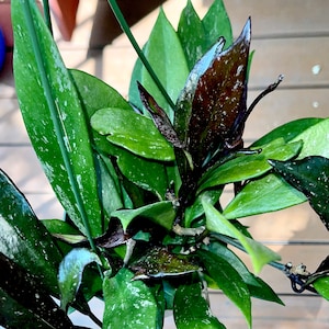Rare Royal Hawaiian Purple Hoya Pubicalyx Black and Purple Hoya With ...