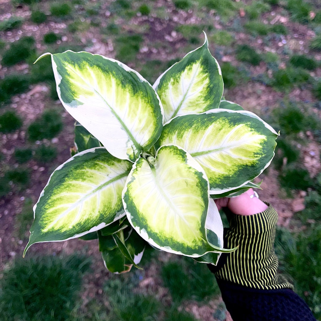 Dieffenbachia Cool Beauty Rare Variegated Dumb Cane White Edge ...