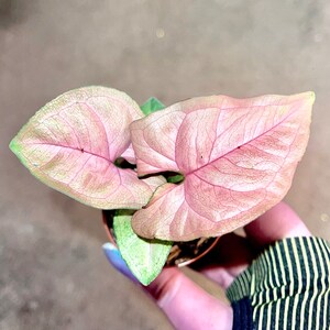 RARE Pink Speckle, Pink Confetti & Pink Allusion Nephthytis Syngonium ...