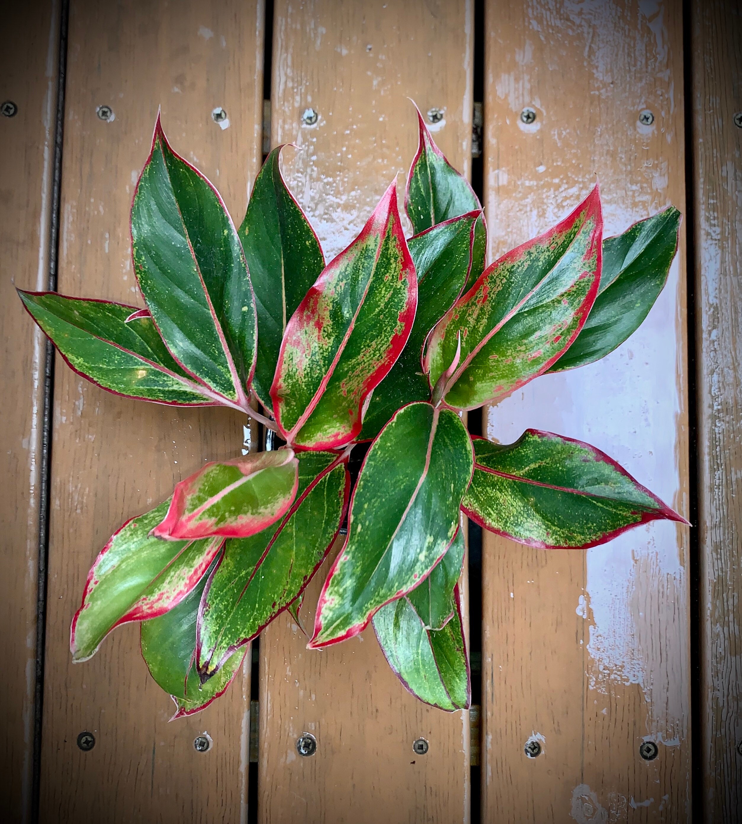 Aglaonema Chinese Evergreen Siam Aurora Red Ruby | Etsy