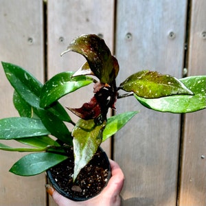 Rare Royal Hawaiian Purple Hoya Pubicalyx - Black and Purple Hoya With ...