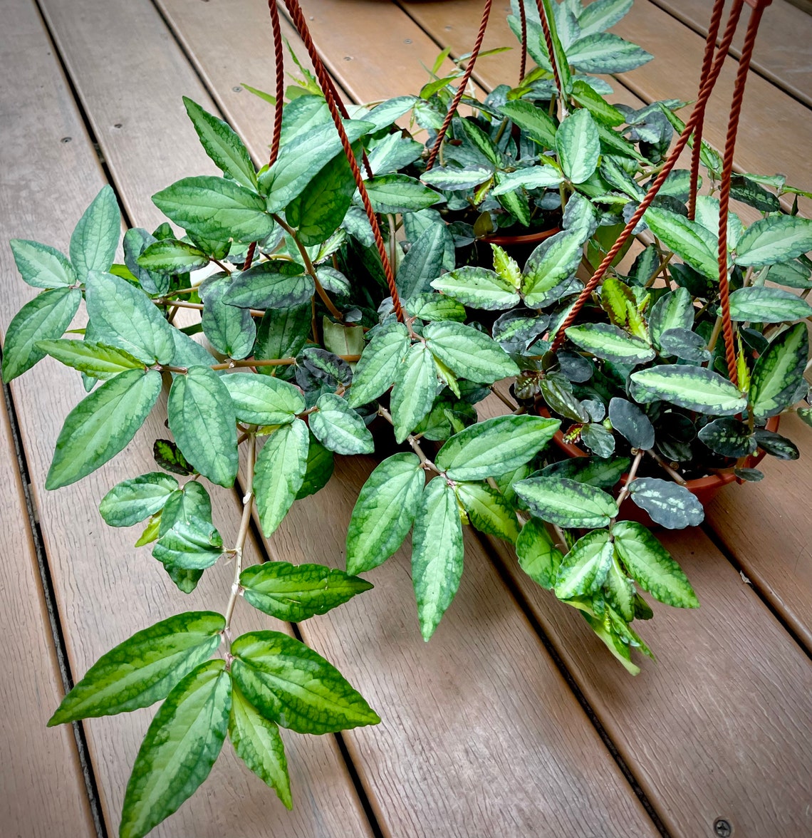 Pellionia Repens Rare Trailing Watermelon Begonia | Etsy