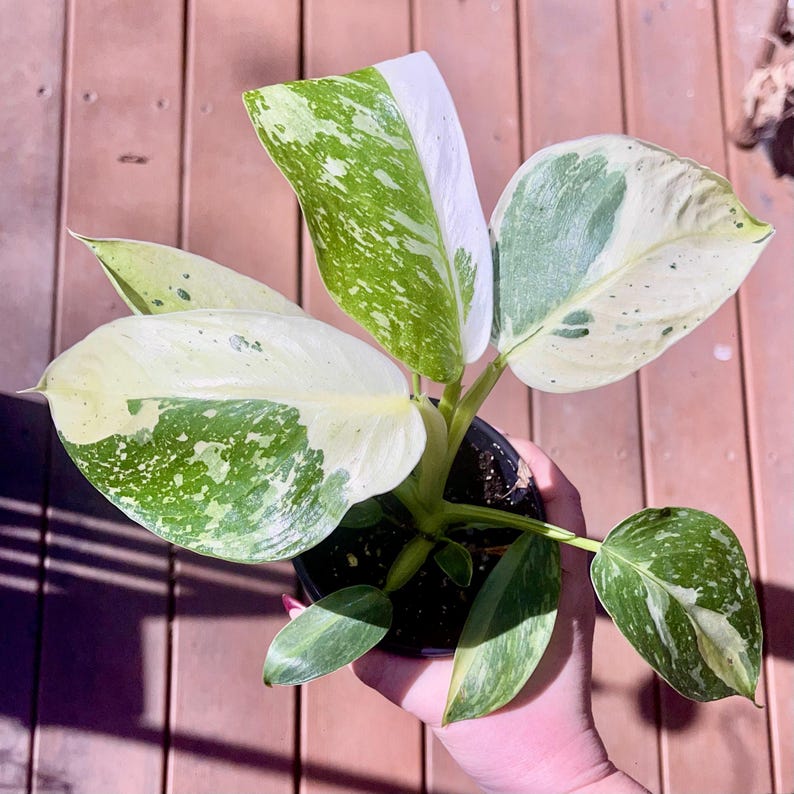 Rare White Wizard Philodendron - White Variegated Climbing Houseplant ...