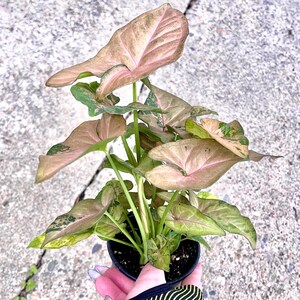RARE Pink Speckle, Pink Confetti & Pink Allusion Nephthytis Syngonium ...