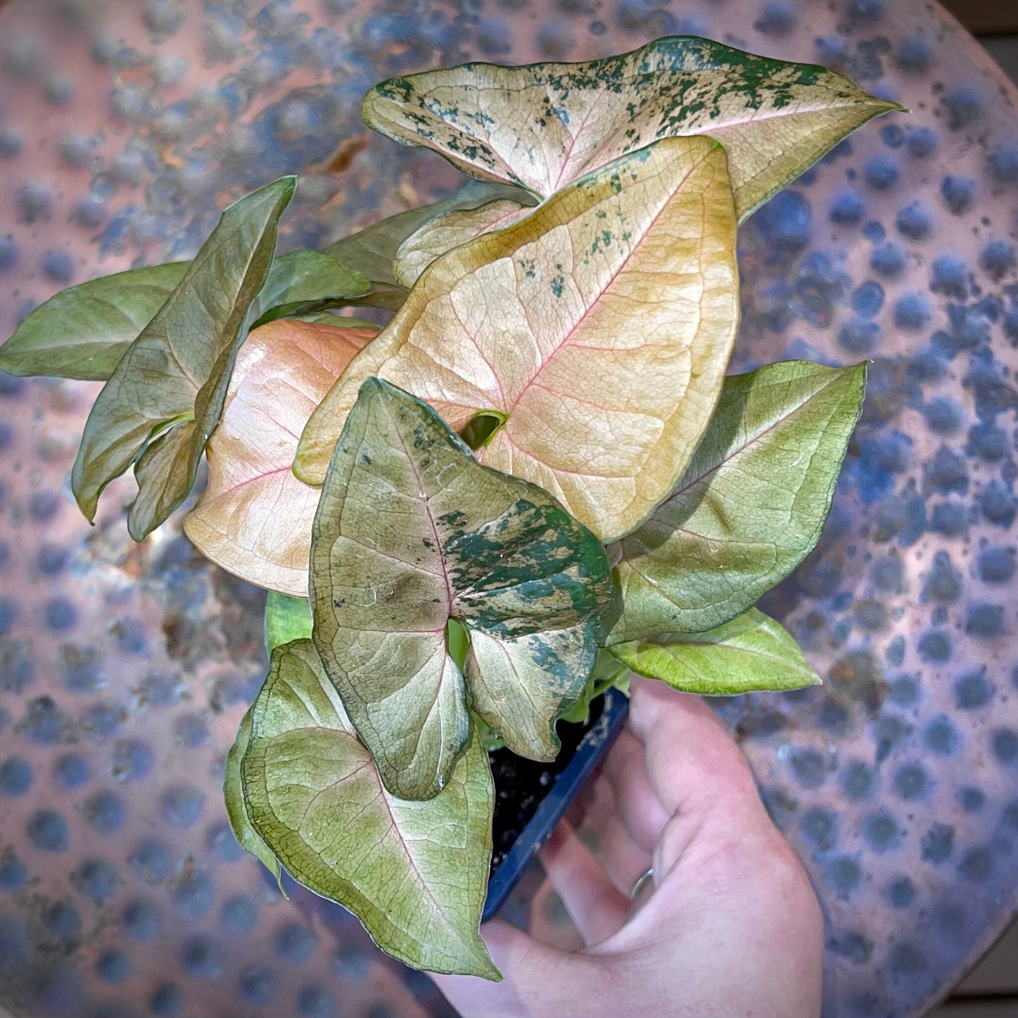 RARE Pink Speckle Pink Confetti & Pink Allusion Pink Neon | Etsy