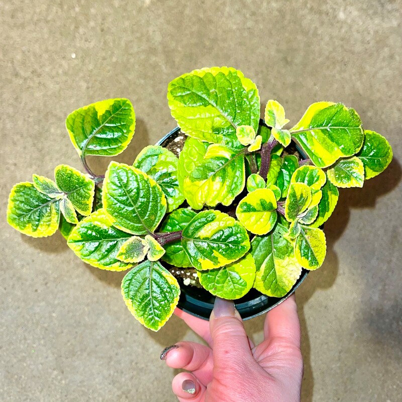 House Plants Low Light - Etsy