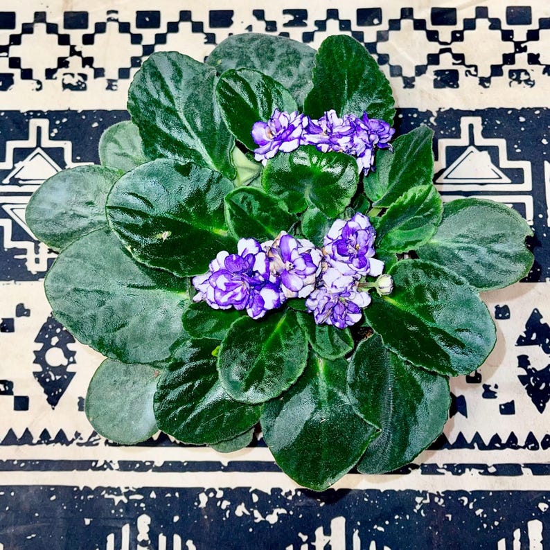 African Violets - Streptocarpus - Assorted Colors - Flowering Non-toxic ...