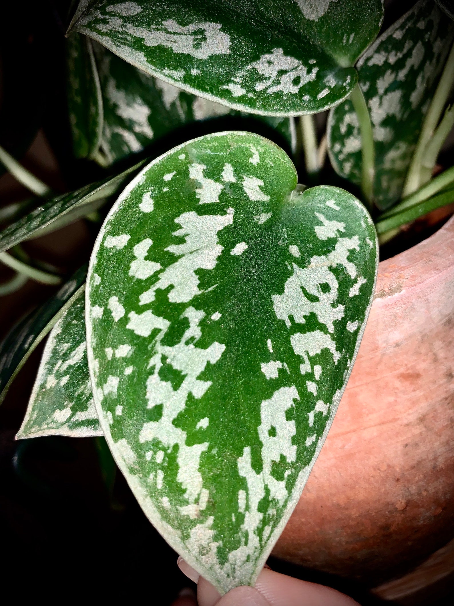 Scindapsus Pictus RARE Silver Satin Argyraeus & Exotica | Etsy