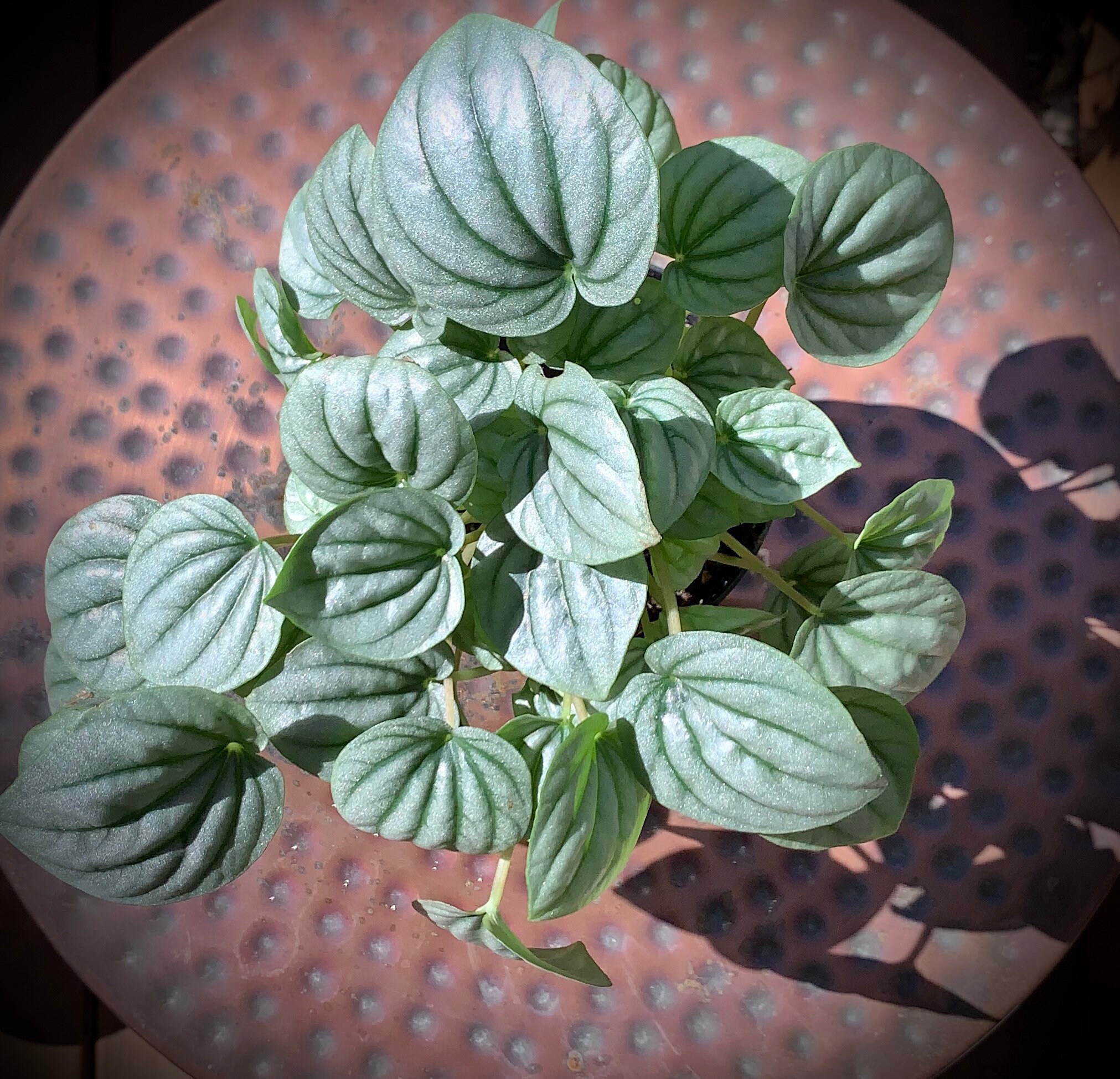 Peperomia Caperata RARE Silver Frost Ripple Non-Toxic | Etsy