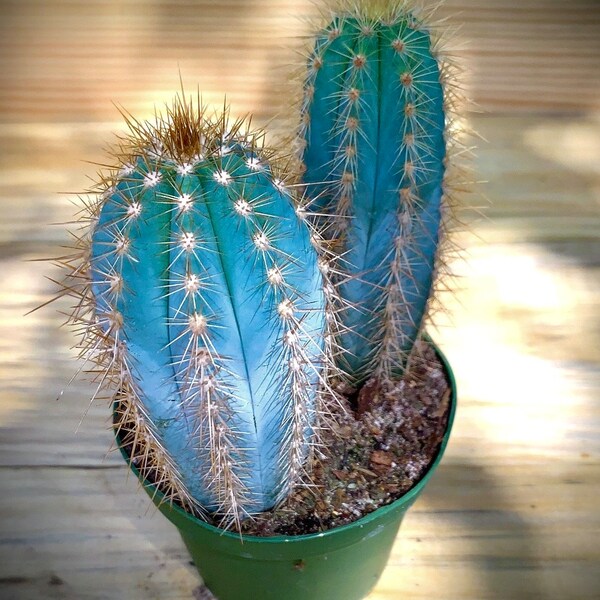 Blue Cactus - Etsy
