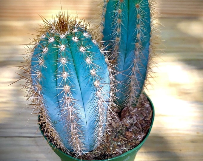 Blue Torch Cactus - Pilosocereus Pachycladus - Unique Colorful ...