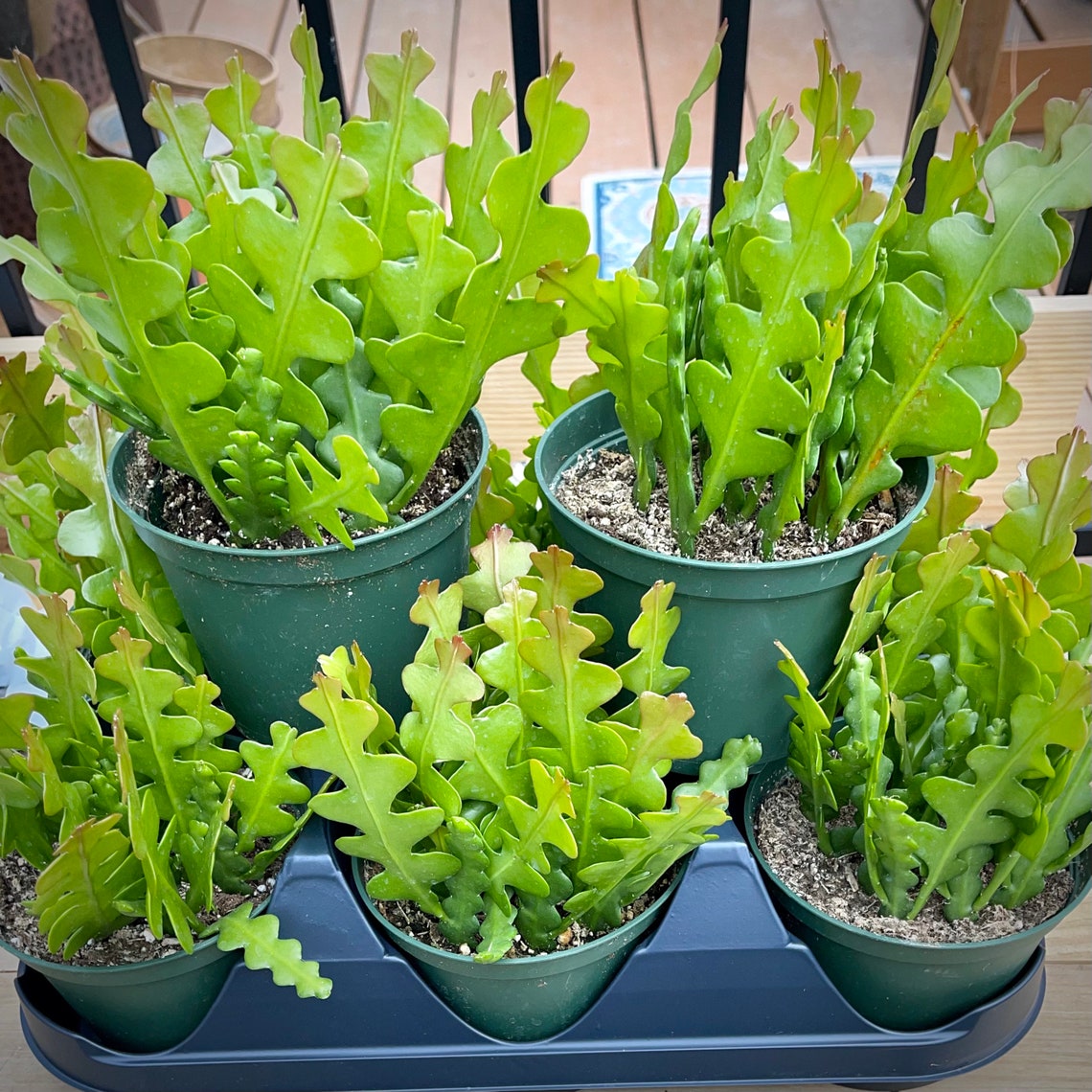 Ric Rac Cactus Rare & Unique Fishbone Cactus aka Zig Zag | Etsy