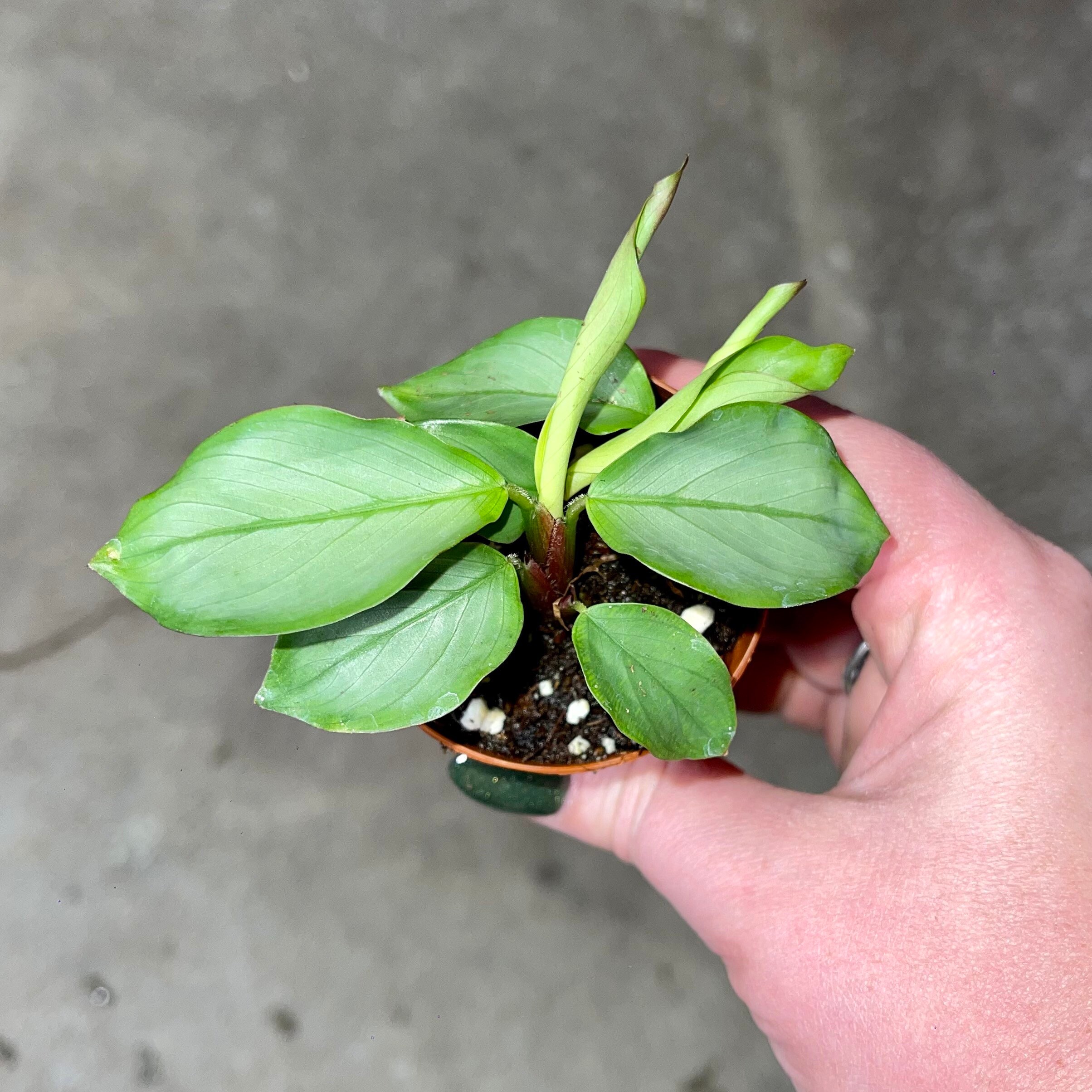 Calathea Setosa Rare Never Never Plant Ctenanthe Compact - Etsy